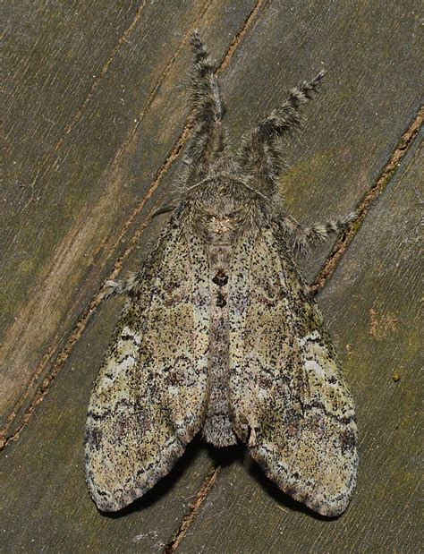 Dasychira Tephra Bioquipbugs