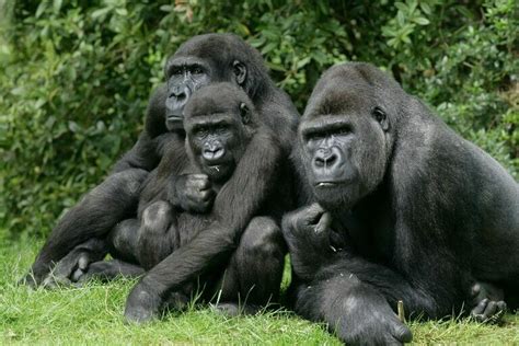 Why Are Gorillas Endangered Know The Threatened Giant