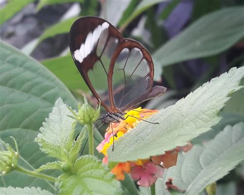 Greta Oto Facts Diet Habitat And Pictures On Animaliabio