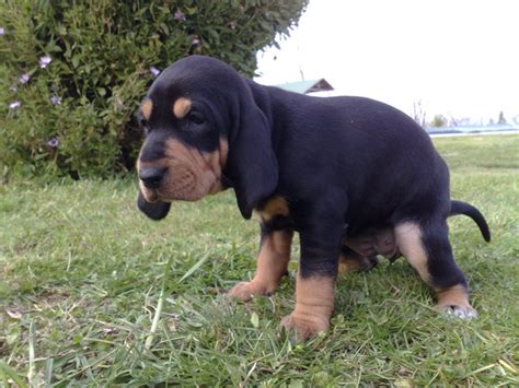 chien courant d istrie à poil ras bébé