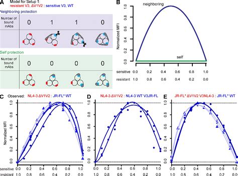 Figure 5 From Interaction Of The Gp120 V1v2 Loop With A Neighboring