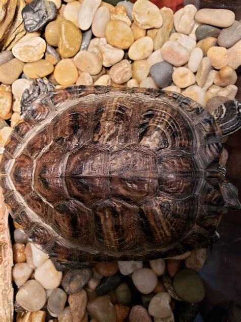 Is This Turtle Shell Healthy Rturtle