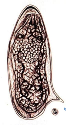 Parasitology Exam 3 Flashcards Quizlet
