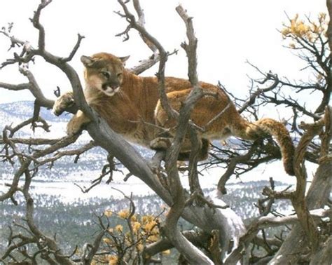 Biodiversity Quiz 2 Flashcards Quizlet