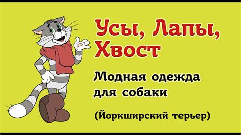 Йоркширский терьер. Одежда для йоркширского терьера - YouTube