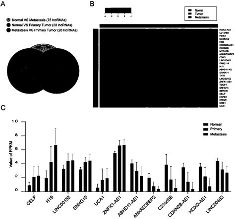 Long Noncoding Rna Snhg15 And Application Thereof In Preparation Of Cancer Diagnosis And