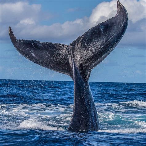 Humpback Whale Tail Splash In The Ocean Humpback Whale Tail