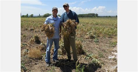 Tariffs Influencing Garlic Market In The United States
