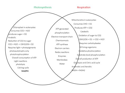 Photosynthesis V Cellular Respiration Venn Diagram Diagram S