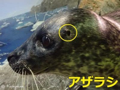 これはアシカアザラシ 市立しものせき水族館海響館 公益財団法人下関海洋科学アカデミー 山口県下関市あるかぽーと 6番1号