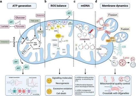 Dr Muhammed A Simple Guide To How Mitochondria Work 4️⃣ Primar Jobs