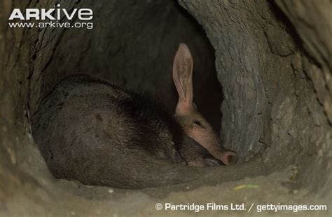Aardvark Resting In Its Burrow