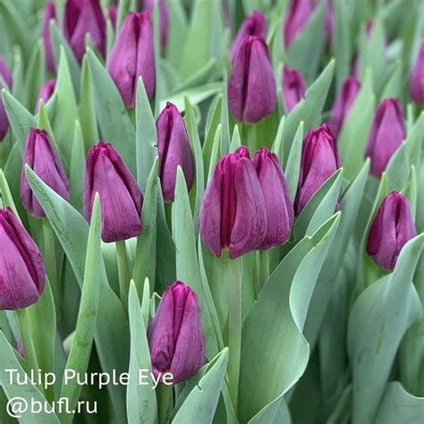 Tulip Purple Eye авторское фото BUFL RU Tulips Purple eyes Daffodils