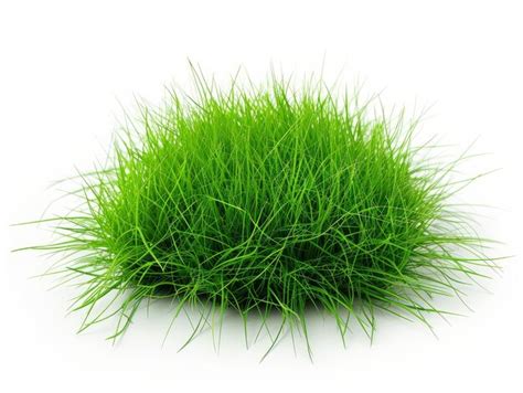 9 000 Grass Patch On White Background Pictures