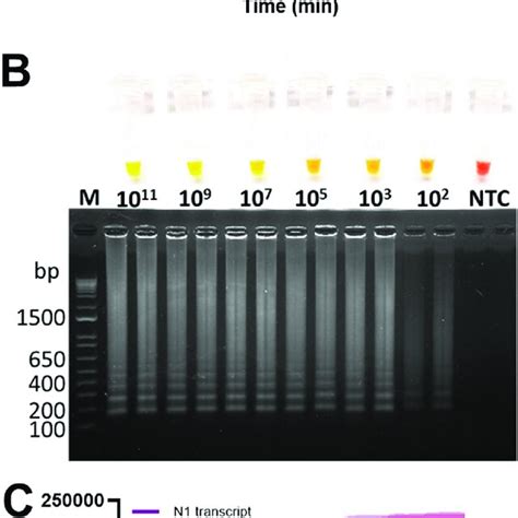 Analytical Sensitivity And Specificity Of Rt Lamp A Real Time
