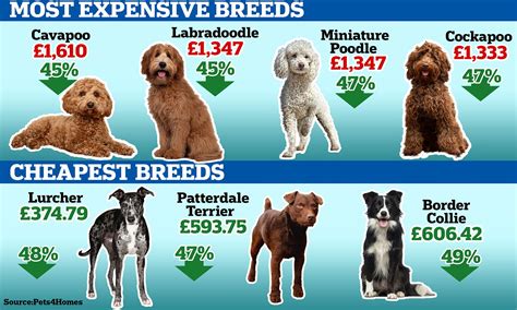 How Much Does A Dog Cost Per Year Uk