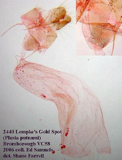 Moth Photographers Group Genitalia 931236 8950 Plusia Putnami