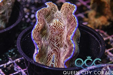 Ora Derasa Clam Wysiwyg Queen City Corals