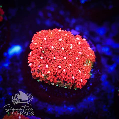 Yellow Eye Red Dwarf Goni Signature Frags