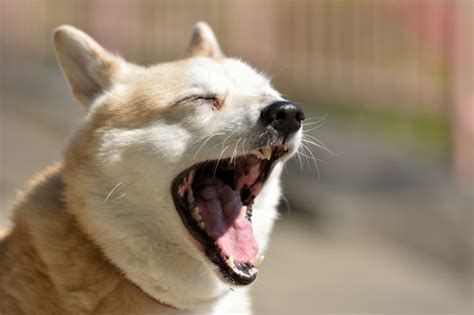 犬のあくびにはこんな理由が！ あくびに隠された意味や犬の心理について｜みんなのペットライフ