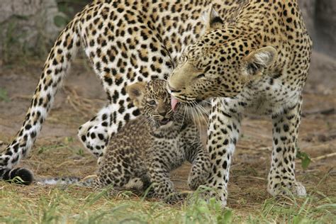 Mother Leopard And Cub The Animal Kingdom Photo 36714535 Fanpop