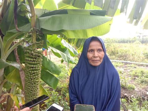 Unik Pohon Pisang Ini Memiliki Seribu Buah Okezone News