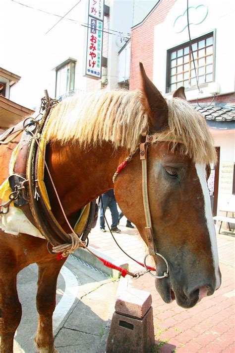 蔵の街きたかた観光馬車撮影：山田倶楽部写真館
