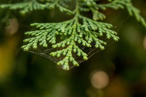 Premium Photo Macro Nature