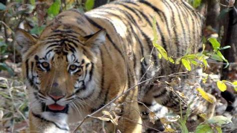 Tiger State Madhya Pradesh राजस्थान ओडिशा और छत्तीसगढ़ ने मप्र से