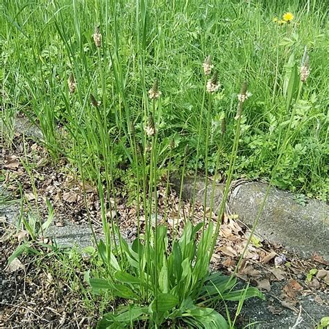 オオバコ（大葉子・車前草） ＊ 緑色の自由帳