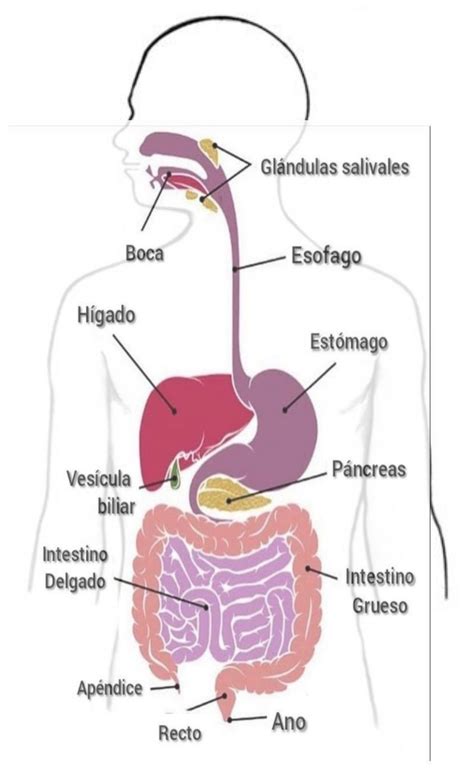 Dibujos Del Sistema Digestivo