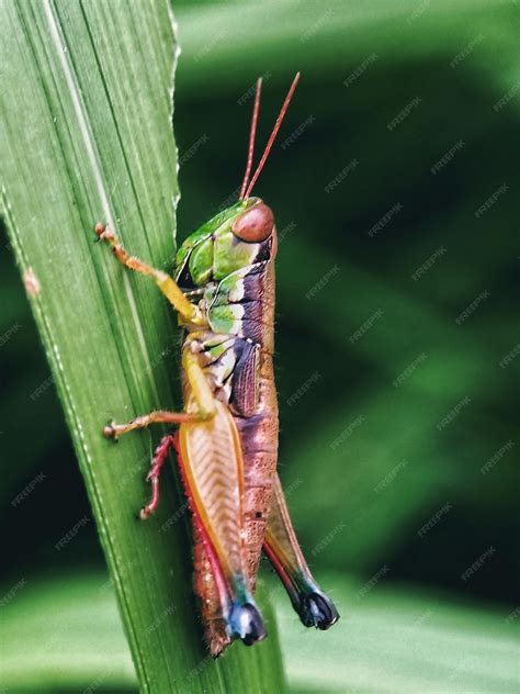 Premium Photo Grasshopper On The Grass Premium Photo Grasshopper On The Grass
