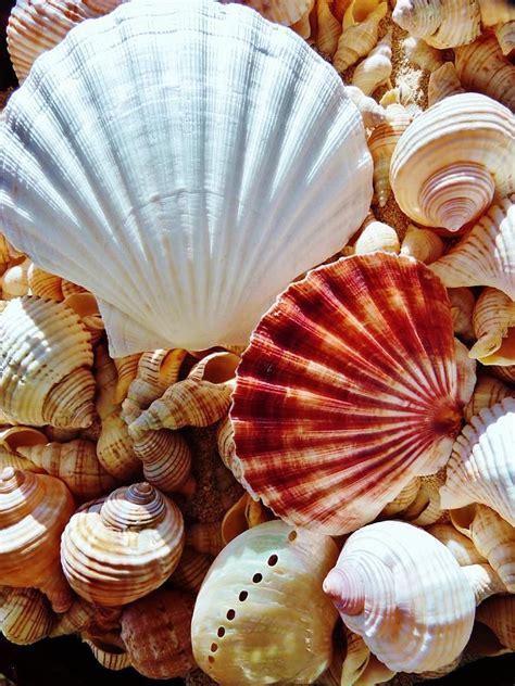 Color Photograph Sea Shells By Amar Sheow Dessin Mer Coquillage
