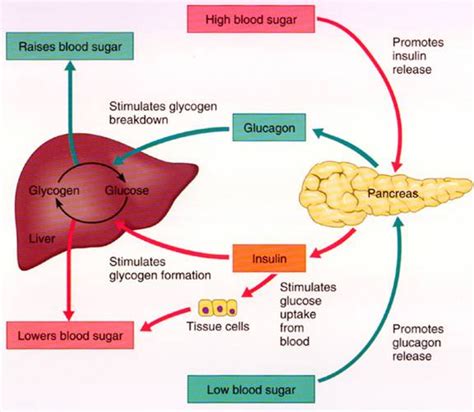 Negative Feedback Loop Insulin