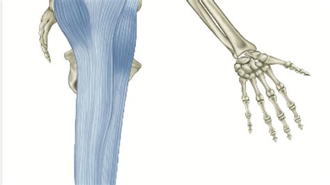 The Lateral Line Anatomy Trains Video Subscription