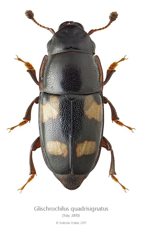 Nitidulidae Coleoptera Vrchlabsko