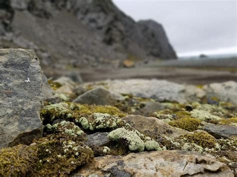 The Secret Sex Lives Of Lichens Atlas Obscura
