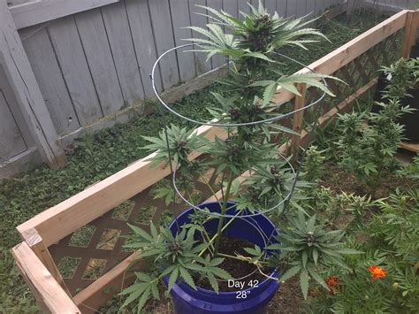 Lsd 25 Outdoor Week 7 Two And A Half Weeks Flowering Flowering