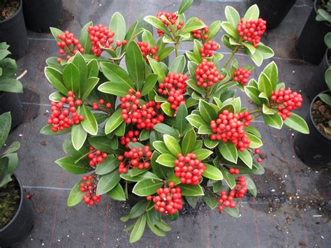 红玉珠植物价格和图片 红玉珠和图片 红玉珠图片 大山谷图库
