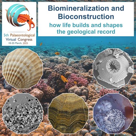 Biomineralization And Bioconstruction How Life Builds And Shapes The Geological Record • Palaeo Vc