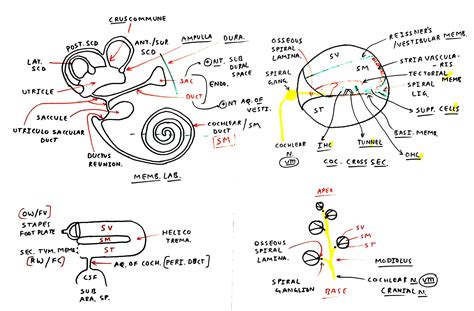 Inner Ear Tcml The Charsi Of Medical Literature