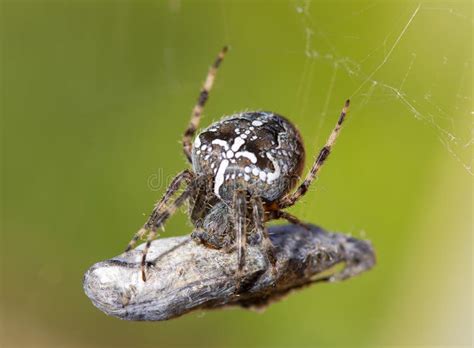 A Spider Spider Caught A Grasshopper In Its Web And Sucks The Juices On The Grass Stock Image