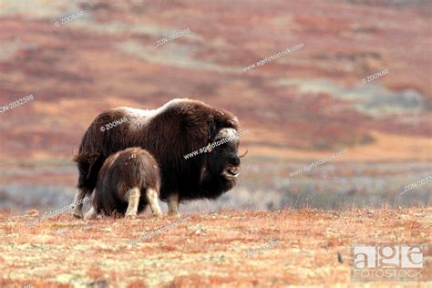 Musk Ox Calf