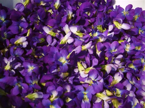 The Life Of A Novice Medicinal Wild Violets