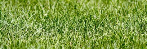 How To Care For Bermuda Grass A Yearly Maintenance Program Solutions Pest And Lawn