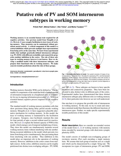 Pdf Putative Role Of Pv And Som Interneuron Subtypes In Working Memory