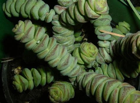 Толстянка (Crassula)