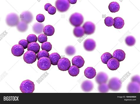 Bacteria Enterococcus Image And Photo Free Trial Bigstock Bacteria Enterococcus Image And Photo Free Trial Bigstock