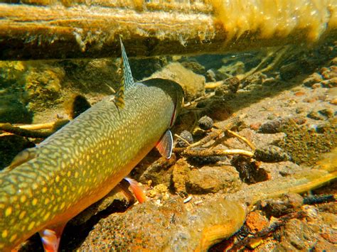 Upper Deschutes River Fishing Report Confluence Fly Shop