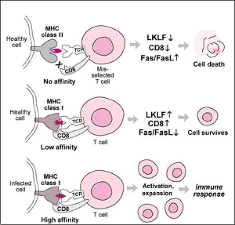 Cd8阳性t细胞图册 360百科